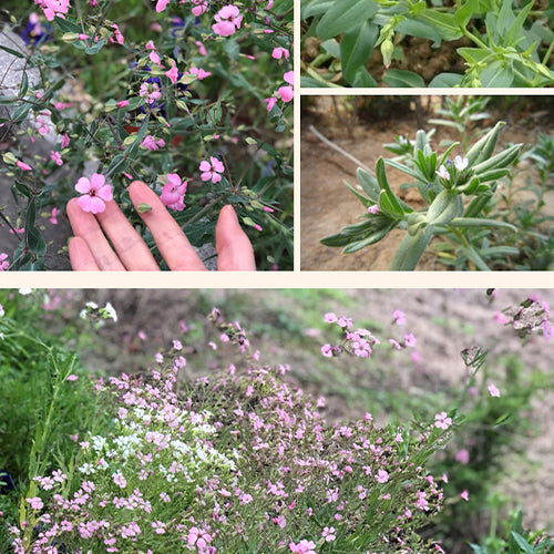 Vaccaria Segetalis & Vaccariae Semen Seeds – HeYou Seeds