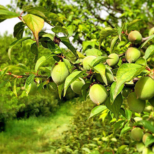 Vatica Mangachapoi & Ome Seeds – HeYou Seeds