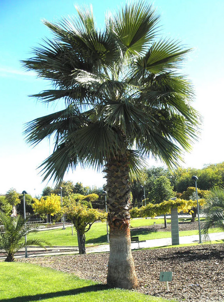 Washingtonia Robusta & Mexican Fan Palm Seeds – HeYou Seeds