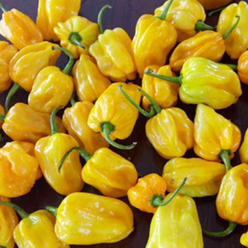 Hybrid F1 Yellow Devil Pepper & Chilli Seeds – HeYou Seeds