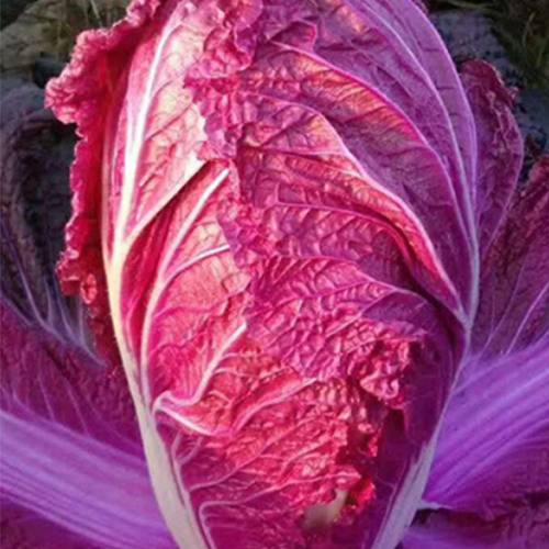 Hybrid F1 Purple Chinese Cabbage Seeds – HeYou Seeds